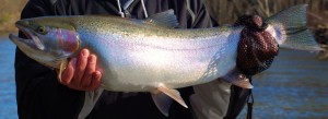Fly Fishing Rigging for Steelhead & Salmon - Current Works