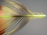 How to tie the Flashtail Whistler Fly Pattern - Current Works